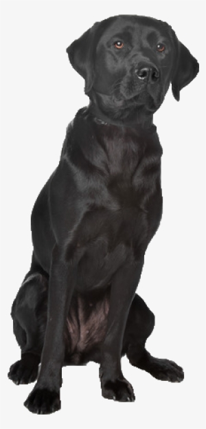 Beds, Collars And Accessories - Black Labrador Transparent PNG Image ...