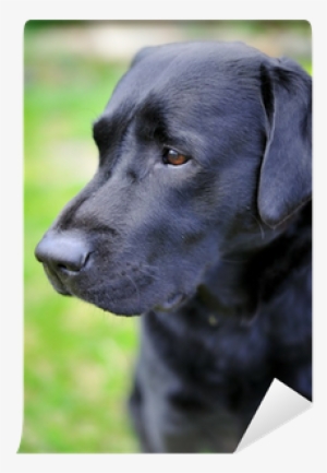 Labrador Retriever PNG Images | PNG Cliparts Free Download on SeekPNG