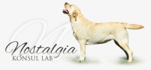 Labradorský Retrívr Konsul Lab Nostalgia - Labrador Retriever PNG Image ...
