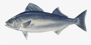 Sablefish - Sable Fish Png PNG Image | Transparent PNG Free Download on ...