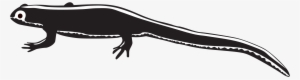 Open - Vector Newt PNG Image | Transparent PNG Free Download on SeekPNG