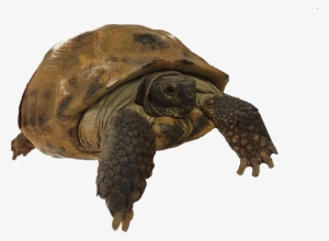 Olive Ridley Sea Turtle PNG Image | Transparent PNG Free Download on ...