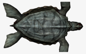 Turtle From Beneath - Common Snapping Turtle PNG Image | Transparent ...