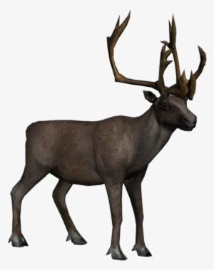 Caribou Transparent PNG Image | Transparent PNG Free Download on SeekPNG