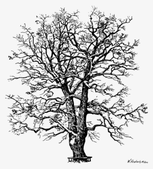 Open - Plane-tree Family PNG Image | Transparent PNG Free Download on ...