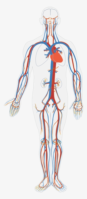 Increase Your Immunity And Feel Good - Human Body PNG Image ...