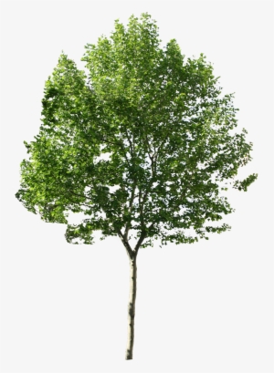 Share This Article - Tree Png PNG Image | Transparent PNG Free Download ...