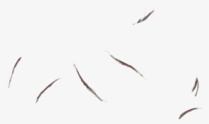 Common Tern PNG Image | Transparent PNG Free Download on SeekPNG