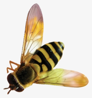 Download Vector Bee - Bee With No Background PNG Image | Transparent ...