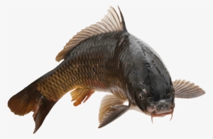 Common Carp Fish No Background Transparent Png Image - Fish On White ...