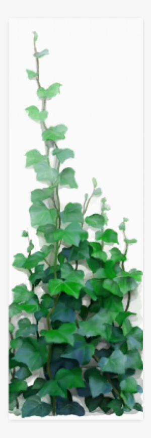Vines Png - Jungle Png PNG Image | Transparent PNG Free Download on SeekPNG