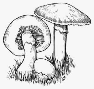 Vector Graphics - Drawing Of A Fungi PNG Image | Transparent PNG Free ...