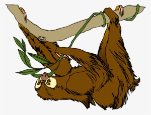 Free Sloth Clipart - Sloth On Tree Clipart PNG Image | Transparent PNG ...