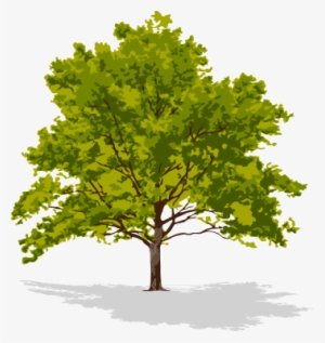 Welcome - Sycamore Tree PNG Image | Transparent PNG Free Download on ...
