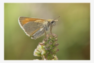 Lepidoptera PNG Image | Transparent PNG Free Download on SeekPNG