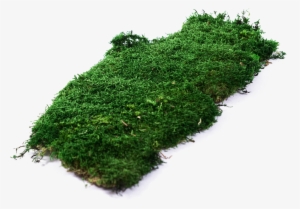 1 - Moss PNG Image | Transparent PNG Free Download on SeekPNG