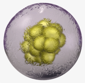 Body Cell Png - Common Myeloid Progenitor Cells Hd PNG Image ...