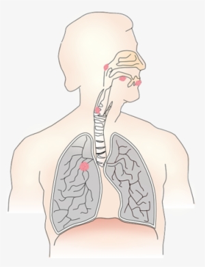 Inhalation And Exhalation Trachea PNG Image | Transparent PNG Free ...