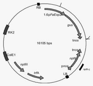 Schematic Representation Of The Binary Vector Used - Circle PNG Image ...