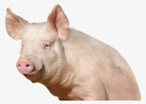Download - Pig Cop Transparent PNG Image | Transparent PNG Free ...