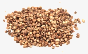 Hemp Seeds Png Picture - Hemp Oil PNG Image | Transparent PNG Free ...