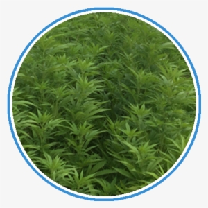 The Hemp Plant - Hemp PNG Image | Transparent PNG Free Download on SeekPNG