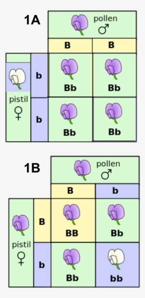 Mendelian Inheritance Of Flower Color In Peas - Law Of Dominance Images ...