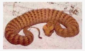 Death Adder - Acanthophis PNG Image | Transparent PNG Free Download on ...