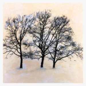 Three Trees - Tree PNG Image | Transparent PNG Free Download on SeekPNG