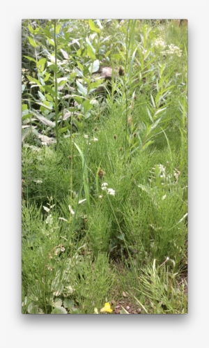 Tropical Tall Grass - Sweet Grass PNG Image | Transparent PNG Free ...
