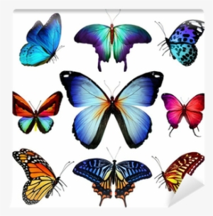 Download Fotomural Muchas Diversas Mariposas Volando, Aislado - Many ...