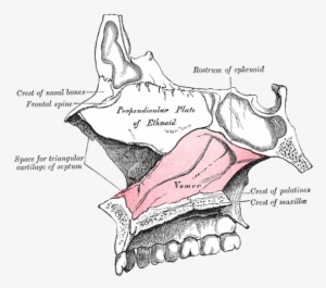 Gray173 - Perpendicular Lamina Of Palatine Bone PNG Image | Transparent ...