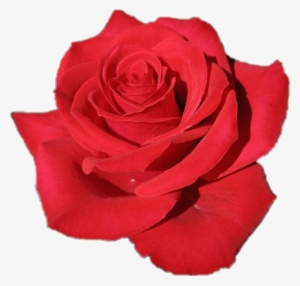 Red Queen Rose PNG Image | Transparent PNG Free Download on SeekPNG