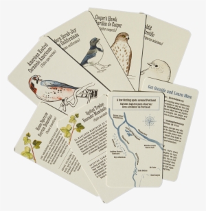 Bilingual Flashcards - Birds To Know PNG Image | Transparent PNG Free ...