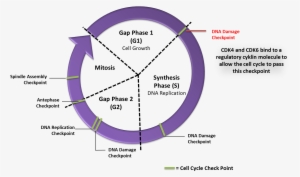 Cell Cycle Controls - G1 Phase PNG Image | Transparent PNG Free ...