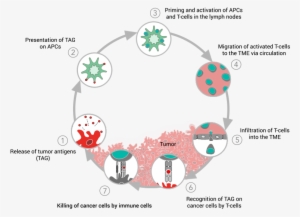 Cancer-immunity Cycle - Immuno Oncology Tumor Micro Environment PNG ...