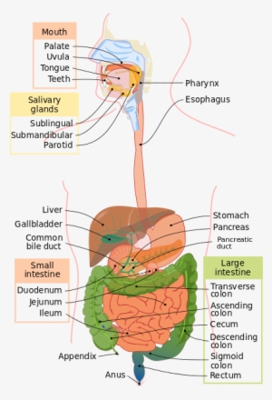 Lower Gi Tract - Digestive System Diagram PNG Image | Transparent PNG ...