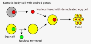 Image 20170216 27406 Dqe9xppng - Somatic Cell Nuclear Transfer Process ...