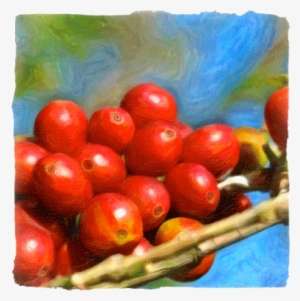 Closeup Color Illustration Of Ripe Coffee Cherries - Coffee Cherries ...