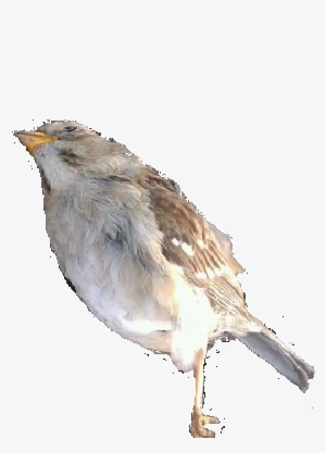 A Transparent Dead Bird ” - House Sparrow PNG Image | Transparent PNG ...