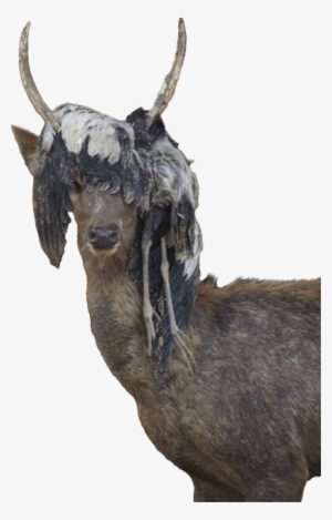 Animalthis Deer Wearing A Dead Bird - Birds On Deer Antlers PNG Image ...
