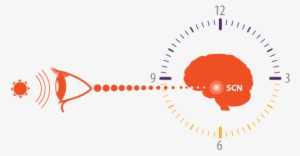 Graphic Of Synchronized Circadian Rhythm In Patients - Clipart 24 7 PNG ...