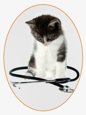 What To Expect At Your First Visit To Uniquely Cats - Cat PNG Image ...