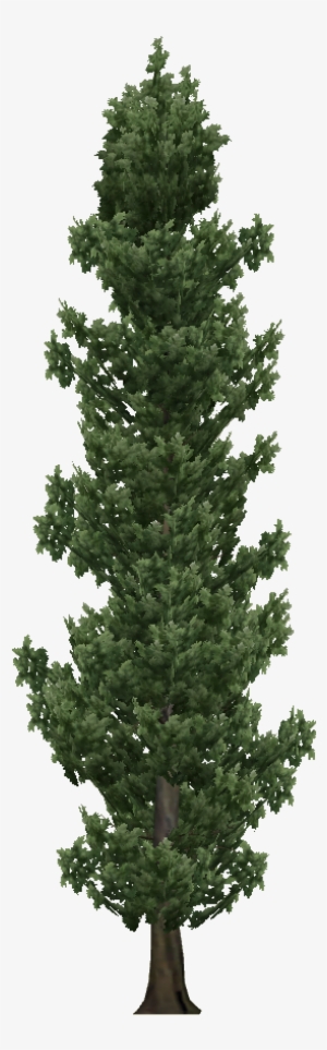 Mediterranean Cypress - Christmas Tree PNG Image | Transparent PNG Free ...