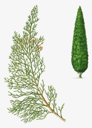 Cypress - Albero Cipresso Png PNG Image | Transparent PNG Free Download ...