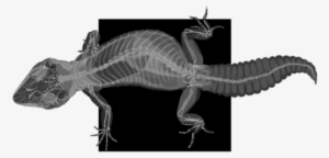 Leopard Gecko Skeleton That I Made Based Off Of My - Art PNG Image ...