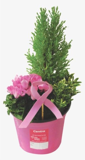 Potted Plant Abc - Flowerpot PNG Image | Transparent PNG Free Download ...