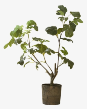Birch Lane Faux Fig Potted Tree PNG Image | Transparent PNG Free ...