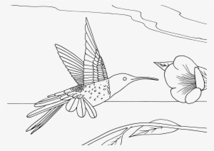 Colibri - Drawing PNG Image | Transparent PNG Free Download on SeekPNG