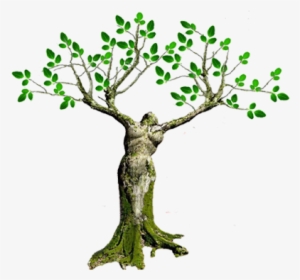 Health Benefits Of The Moringa Tree - Woman Growing Into Tree PNG Image ...